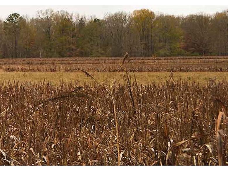 Redlands Wildlife Management Area | Official Georgia Tourism & Travel ...