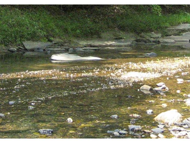 Sheffield Wildlife Management Area | Explore Georgia