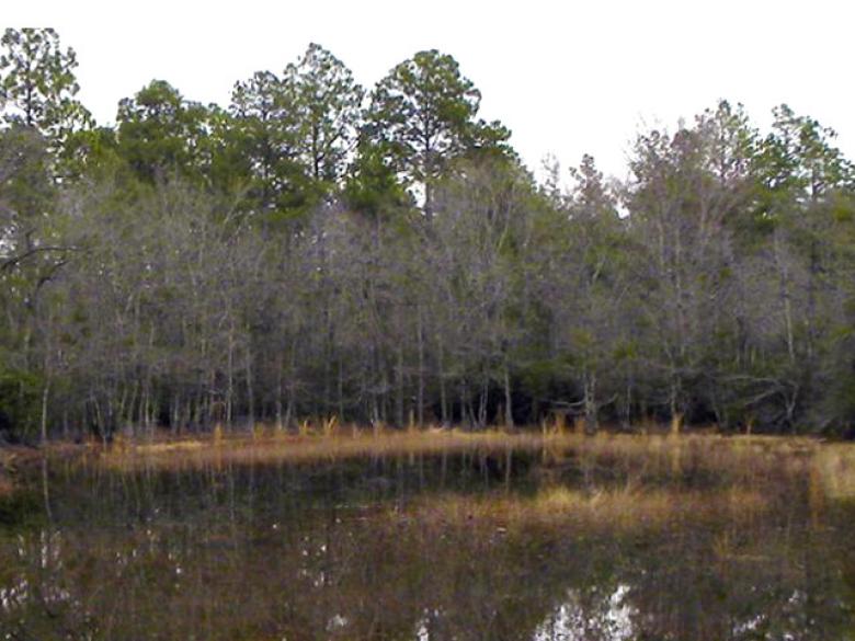 Ohoopee Dunes Wildlife Management Area | Explore Georgia