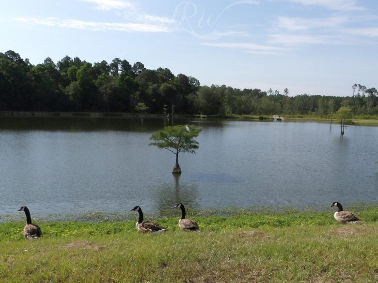 Paradise Public Fishing Area | Explore Georgia