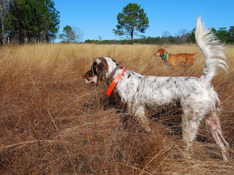 Quailridge Plantation | Official Georgia Tourism & Travel Website ...