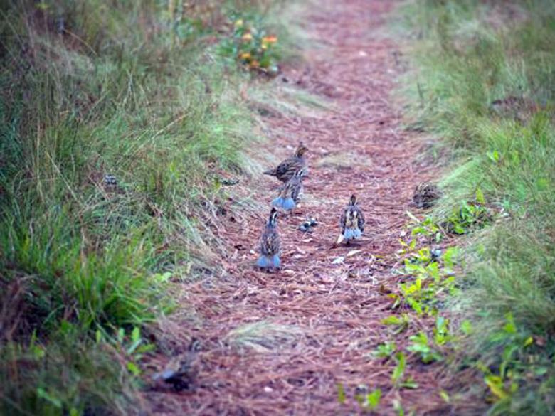 Quailridge Plantation | Official Georgia Tourism & Travel Website ...