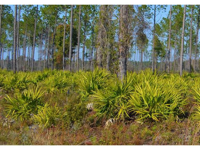 Sansavilla Wildlife Management Area | Explore Georgia