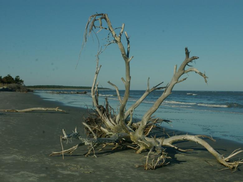Sapelo Island Tour | Official Georgia Tourism & Travel Website ...