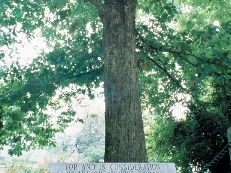 The Tree That Owns Itself | Official Georgia Tourism & Travel Website ...