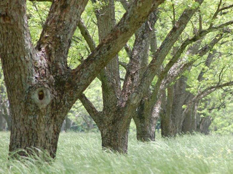 Koinonia Farm | Official Georgia Tourism & Travel Website | Explore ...