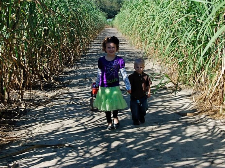 A-Maze-N-Cane | Official Georgia Tourism & Travel Website | Explore ...