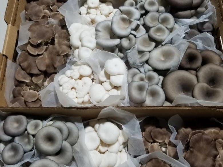 Green Box Mushrooms | Explore Georgia