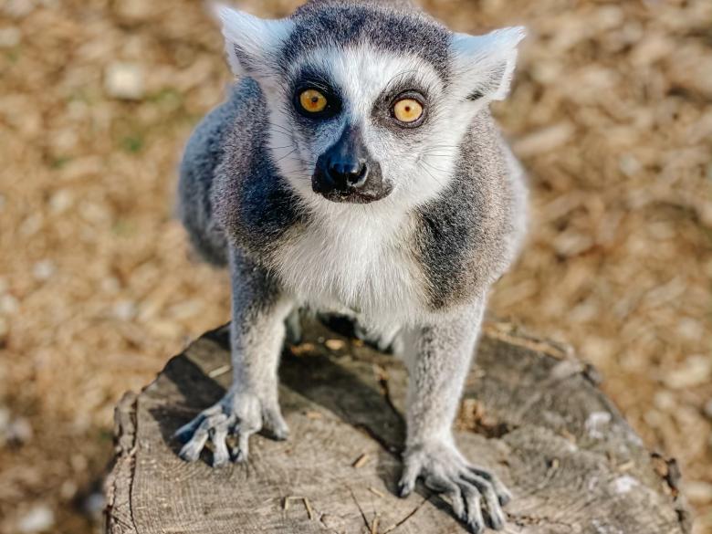 Georgia Untamed Zoo | Explore Georgia