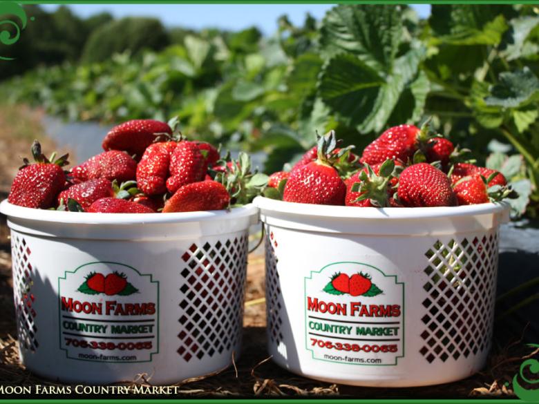 Moon Farms Country Market | Official Georgia Tourism & Travel Website ...