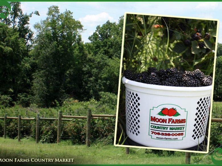 Moon Farms Country Market | Explore Georgia