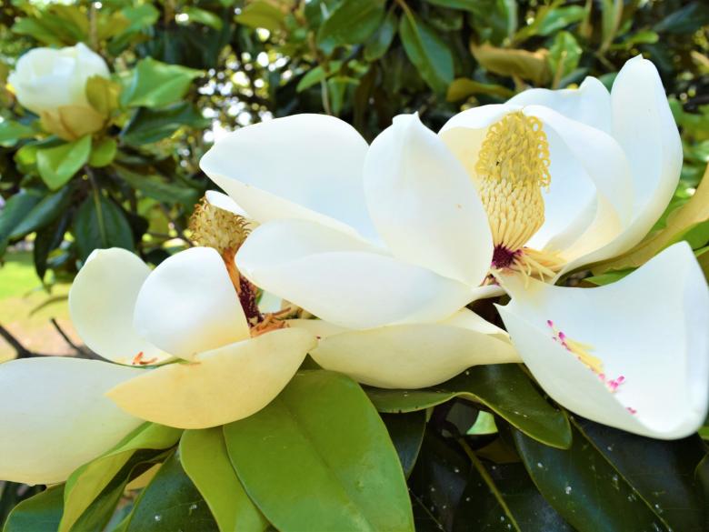 Landmark Magnolia Tree | Official Georgia Tourism & Travel Website ...