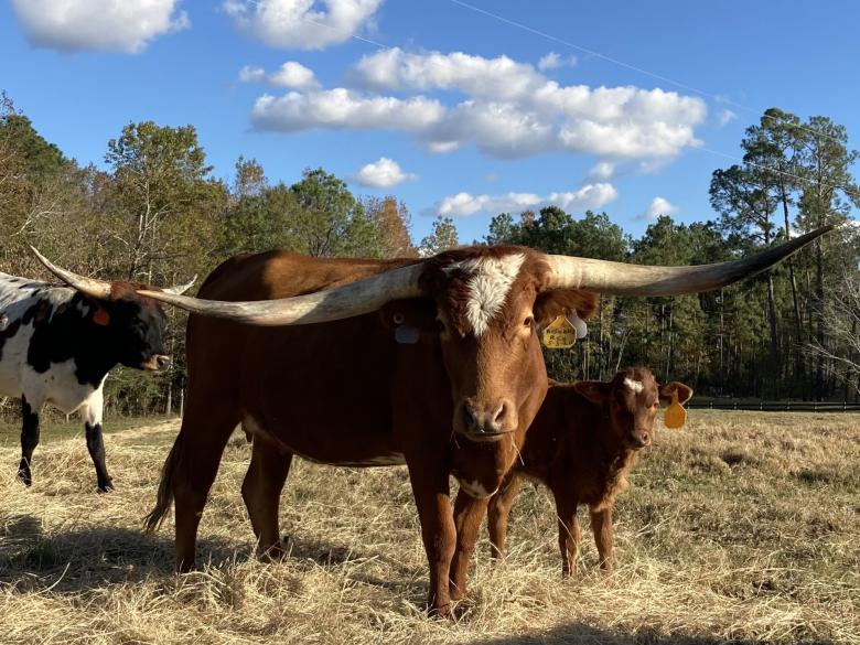 Aussie Acres Ranch | Official Georgia Tourism & Travel Website ...