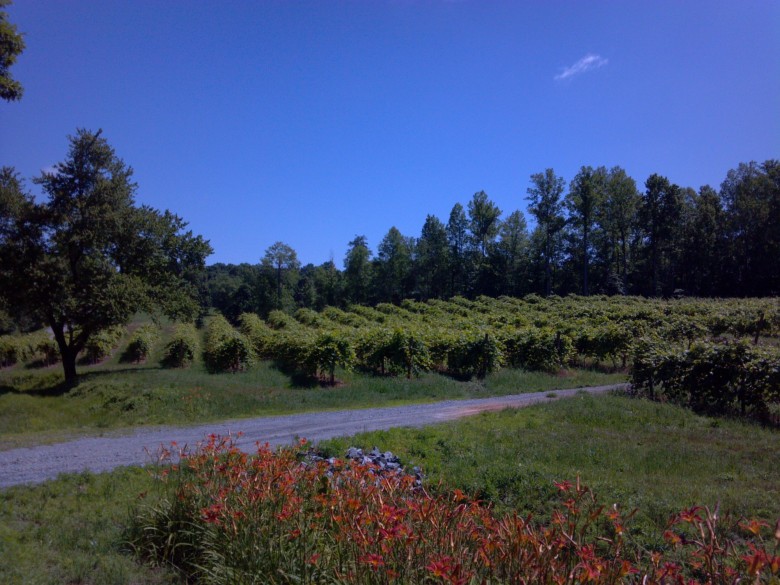 Cartecay Vineyards | Explore Georgia