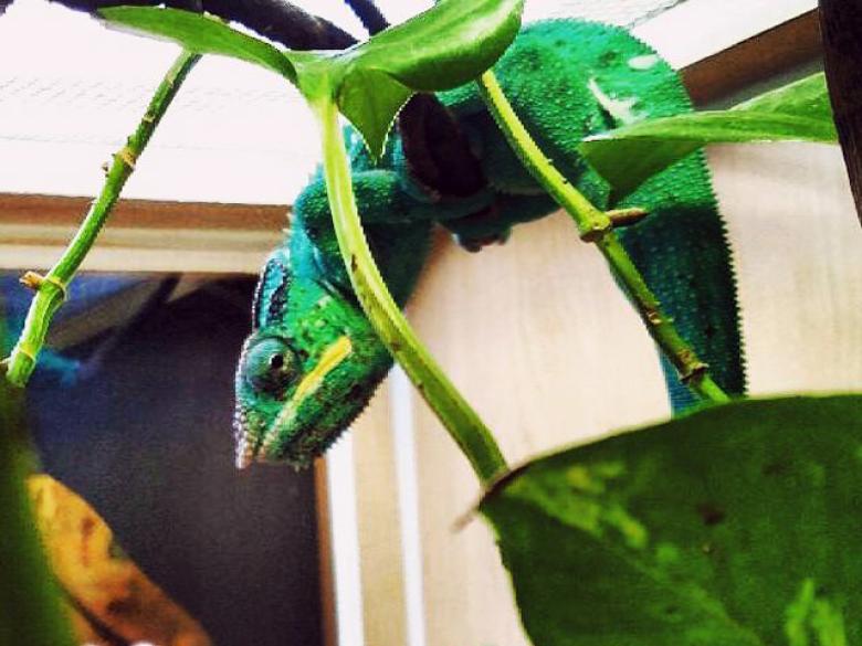 Chehaw Park | Explore Georgia