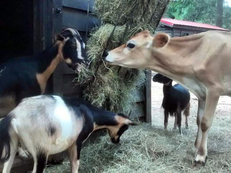 Chehaw Park | Explore Georgia