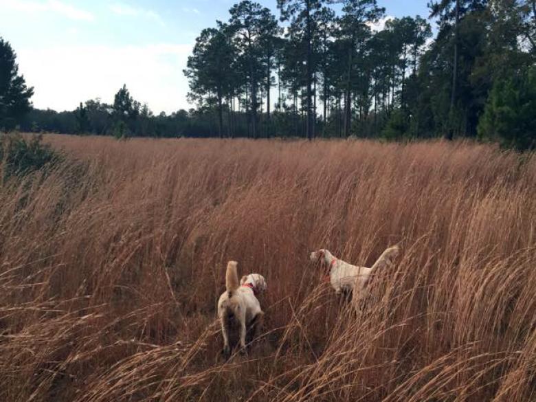Covey Rise Plantation | Official Georgia Tourism & Travel Website ...