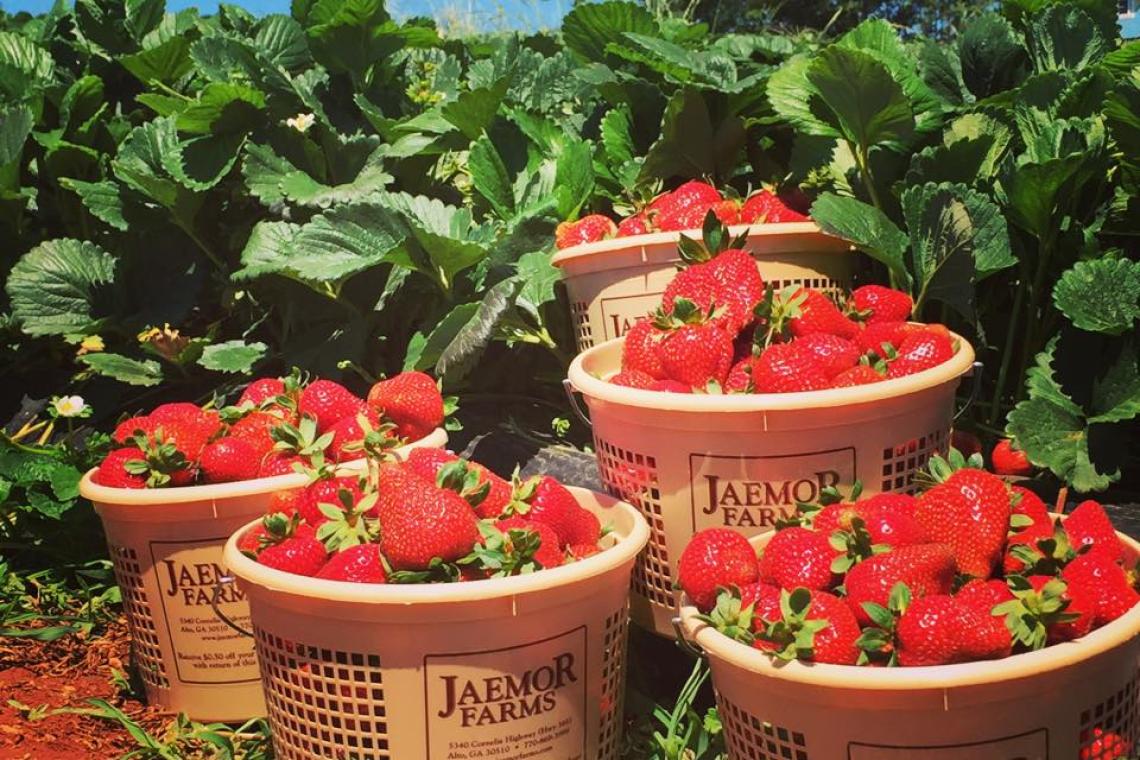 Georgia Farms and Their Star Products | Official Georgia Tourism ...