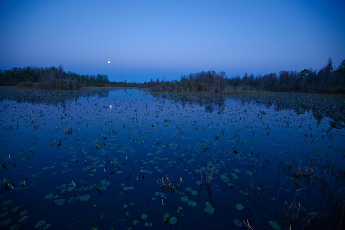 Bucket List Adventure: Camping in the Okefenokee Swamp | Official ...