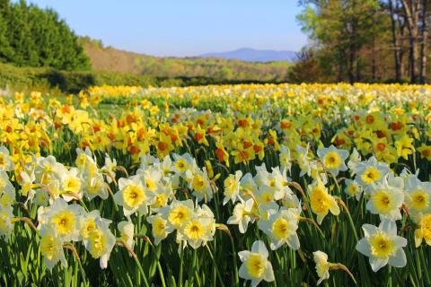 Springtime in Georgia: Pick Your Perfect Activity | Explore Georgia