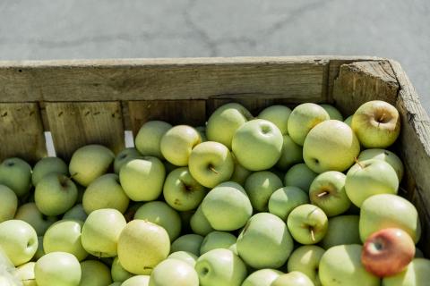Guide to the Georgia Apple Festival in Ellijay | Explore Georgia