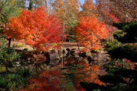 Where to See Thousands of Japanese Maple Trees in Georgia | Official ...